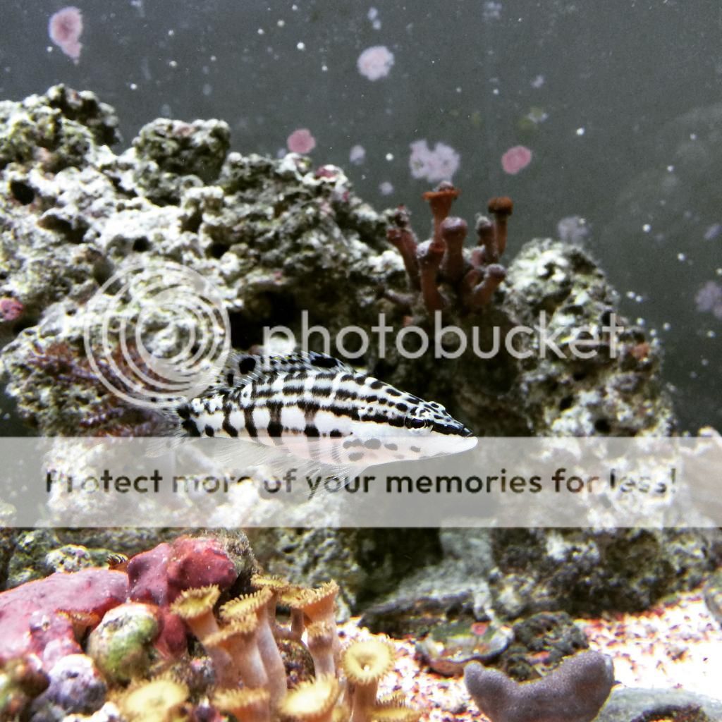 Harlequin Basslet - Reef Central Online Community