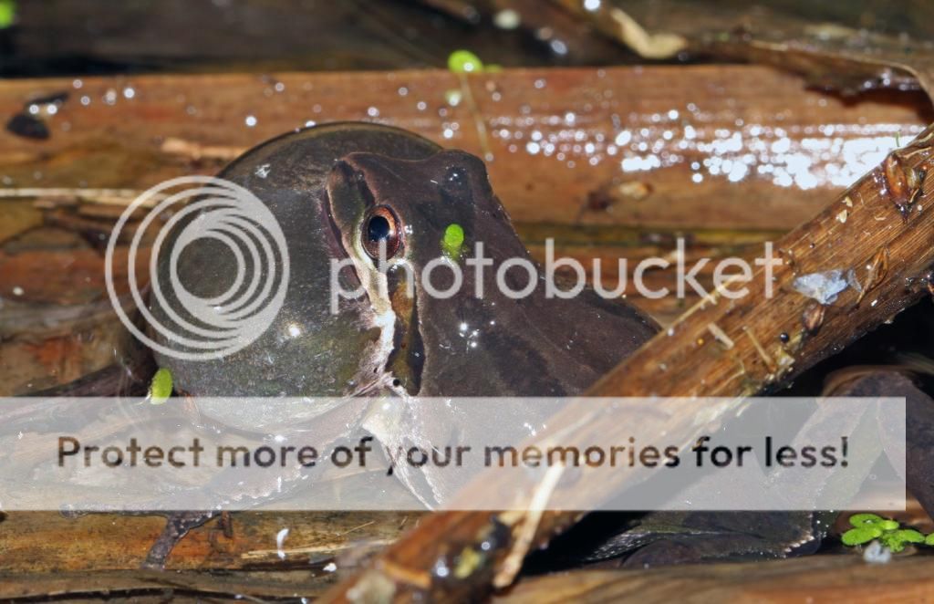 First herp outings with 7d and a few nonherp shots - Field Herp Forum