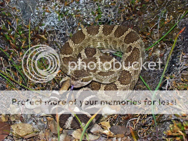 An almost perfect year...Part 1 of 3 DUW - Field Herp Forum