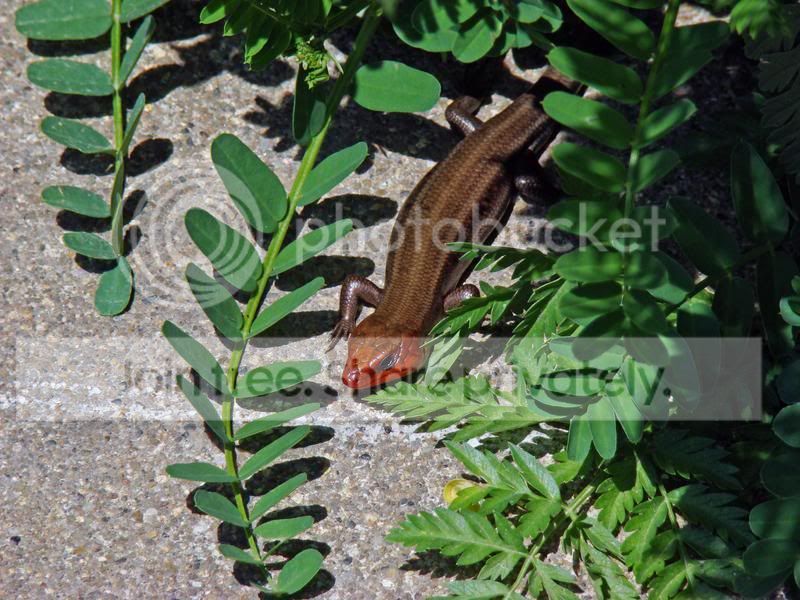 An almost perfect year...Part 1 of 3 DUW - Field Herp Forum