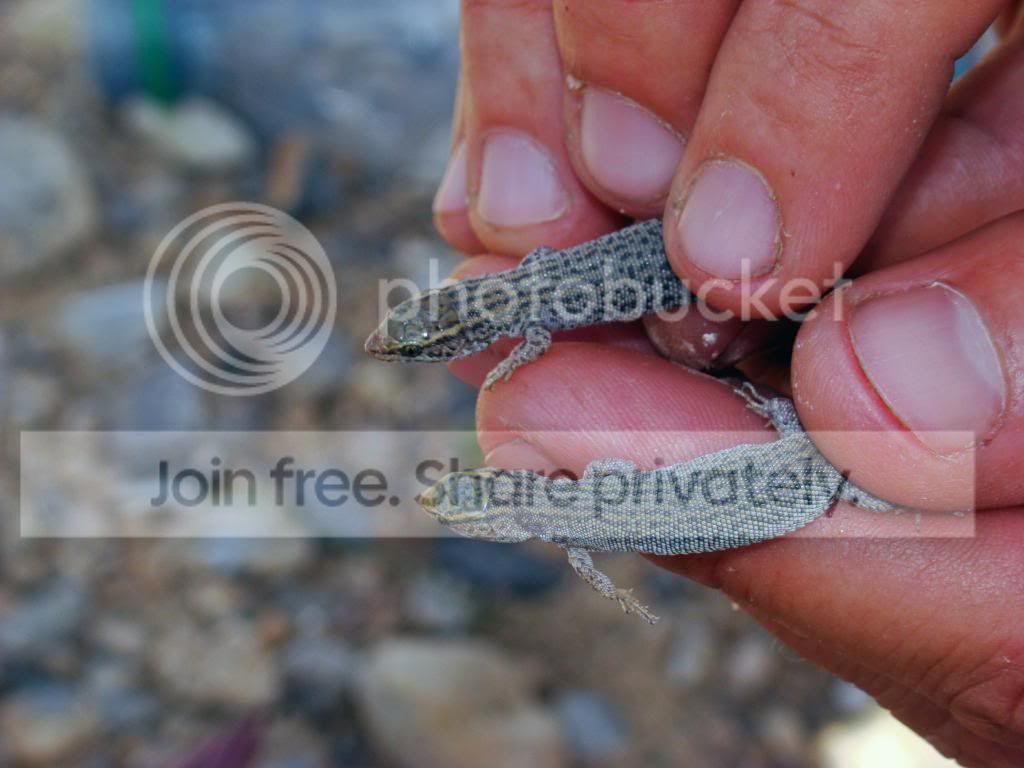 Epic Nevada trip Part 1/2 Lizards, bugs, etc. DUW - Field Herp Forum