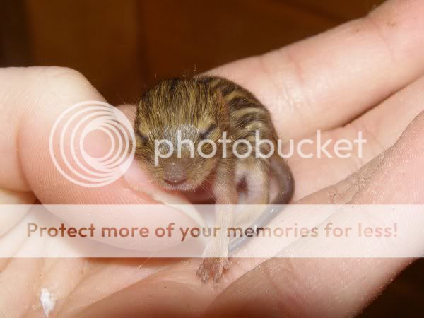 7 mature striped grass mice (zebra) for sale | Reptile Forums