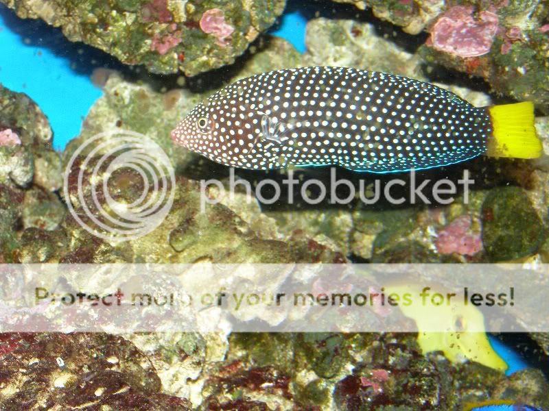 Yellow tail wrasse (tamarin?) | Reef2Reef