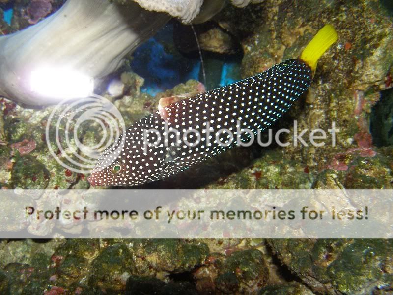 Yellow tail wrasse (tamarin?) | Reef2Reef