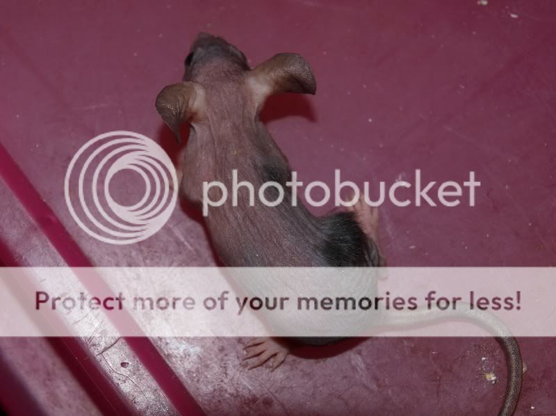 Forget growing ears on the backs of mice! | Pet Mice Forum